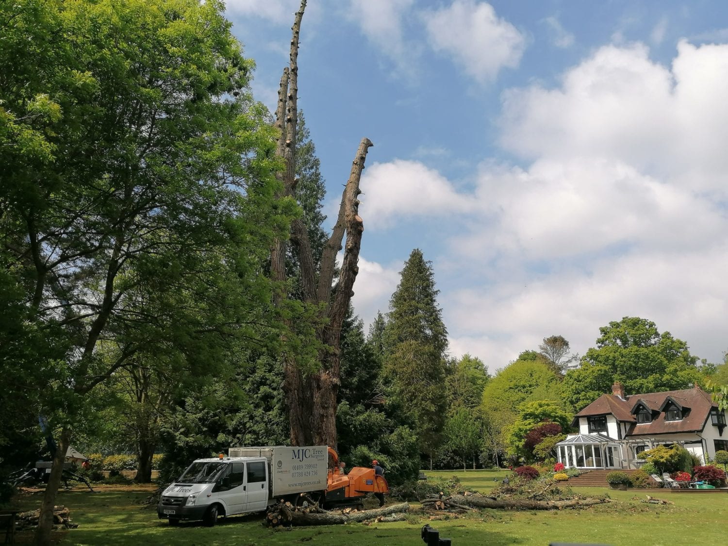 Expert Tree Surgeons in Southampton | Call MJC Tree Surgeons